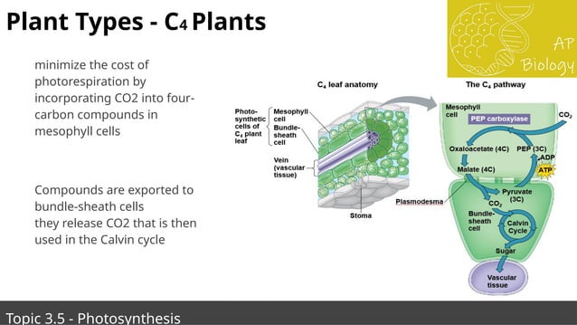 Unit 3 Cellular energetic AP biology unit 3 | PPT