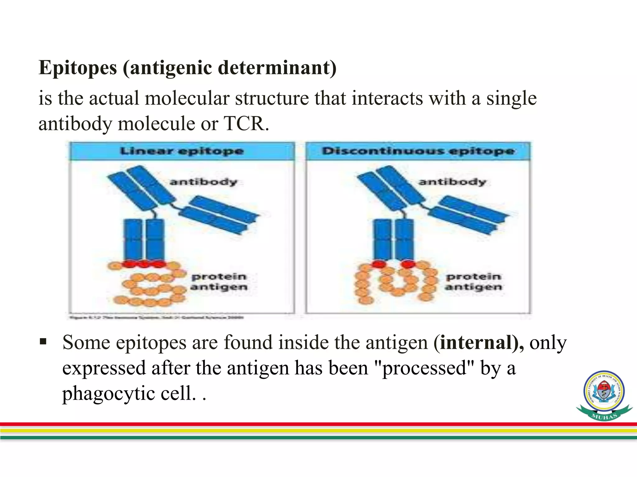 L3.0 Antigen,Hapten and Immunogen.pptx