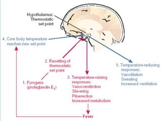 L 3 4.approach to fever | PPT