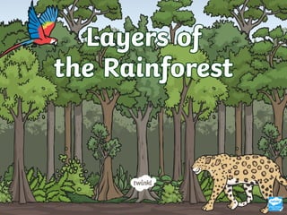 L3- Adaptations in the Rainforest Lesson for Year 5 students | PPT