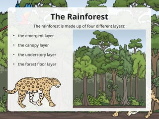 L3- Adaptations in the Rainforest Lesson for Year 5 students | PPT