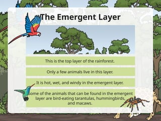 L3- Adaptations in the Rainforest Lesson for Year 5 students | PPT