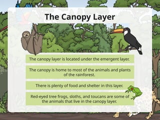 L3- Adaptations in the Rainforest Lesson for Year 5 students | PPTX