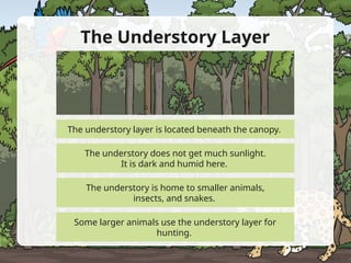 L3- Adaptations in the Rainforest Lesson for Year 5 students | PPT