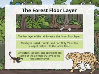 L3- Adaptations in the Rainforest Lesson for Year 5 students | PPT