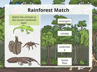 L3- Adaptations in the Rainforest Lesson for Year 5 students | PPT