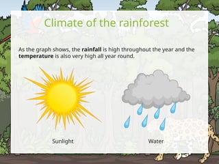 L3- Adaptations in the Rainforest Lesson for Year 5 students | PPT