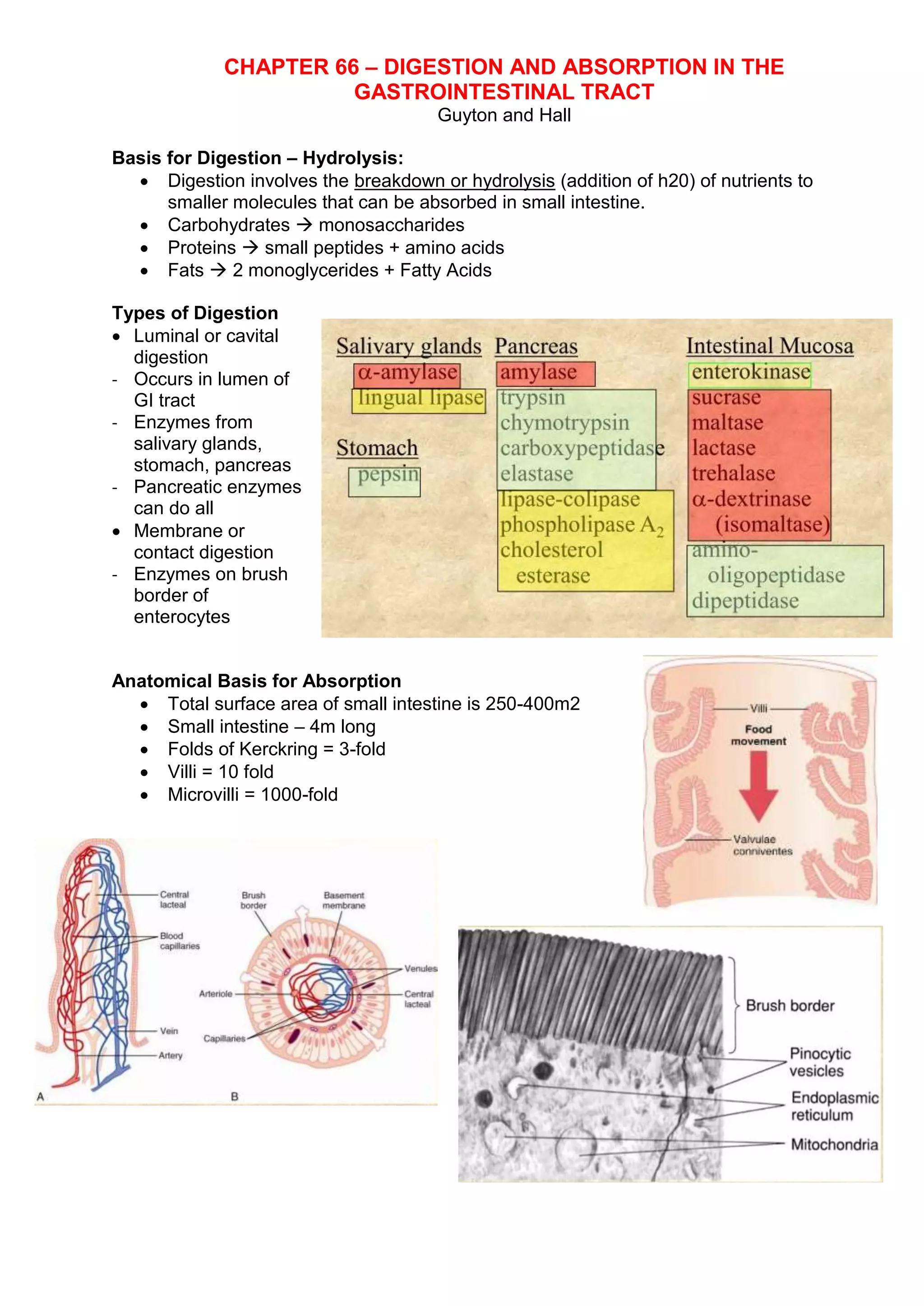 L3 - CH66 Absorption & Digestion.docx | Digestive Disorders | Diseases ...