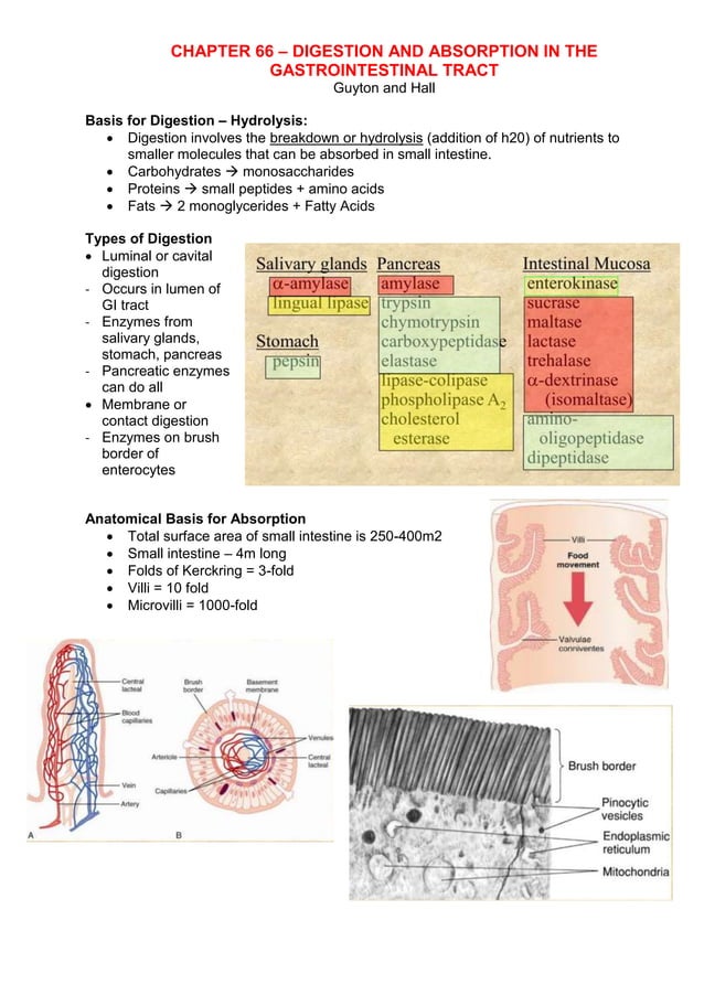 L3 - CH66 Absorption & Digestion.docx | Digestive Disorders | Diseases ...