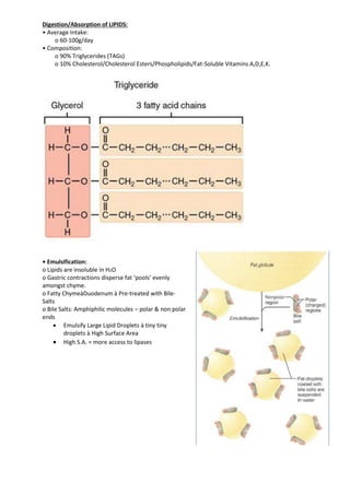 L3 - CH66 Absorption & Digestion.docx