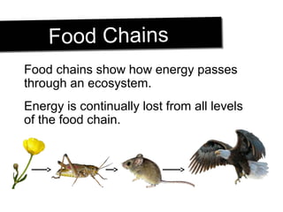 Grade 9, U3-L3 Food Chains and Food Webs | PPT