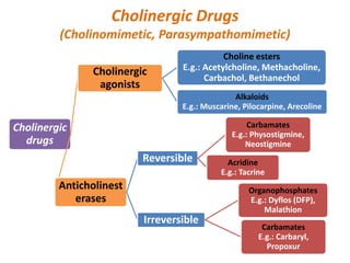 Introduction to ans, cholinergics system | PPTX