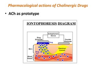 Introduction to ans, cholinergics system | PPTX