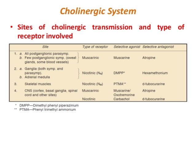 Introduction to ans, cholinergics system