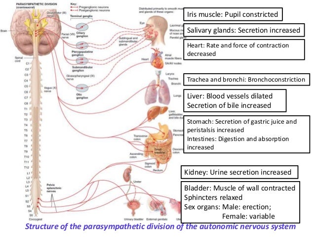 Introduction to ans, cholinergics system
