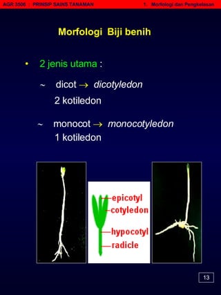 Morfologi & Pengkelasan (2) | PPT