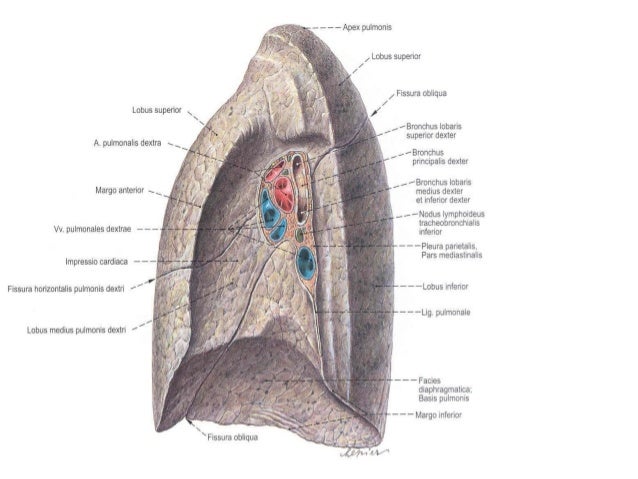 L3 pulmones