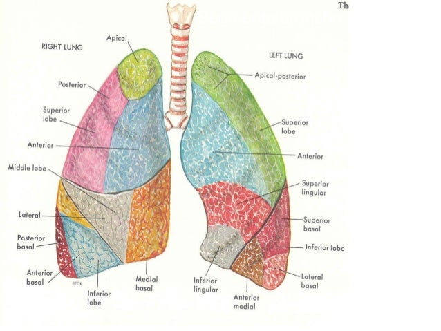 L3 pulmones