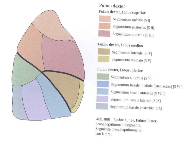 L3 pulmones