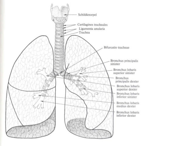 L3 pulmones