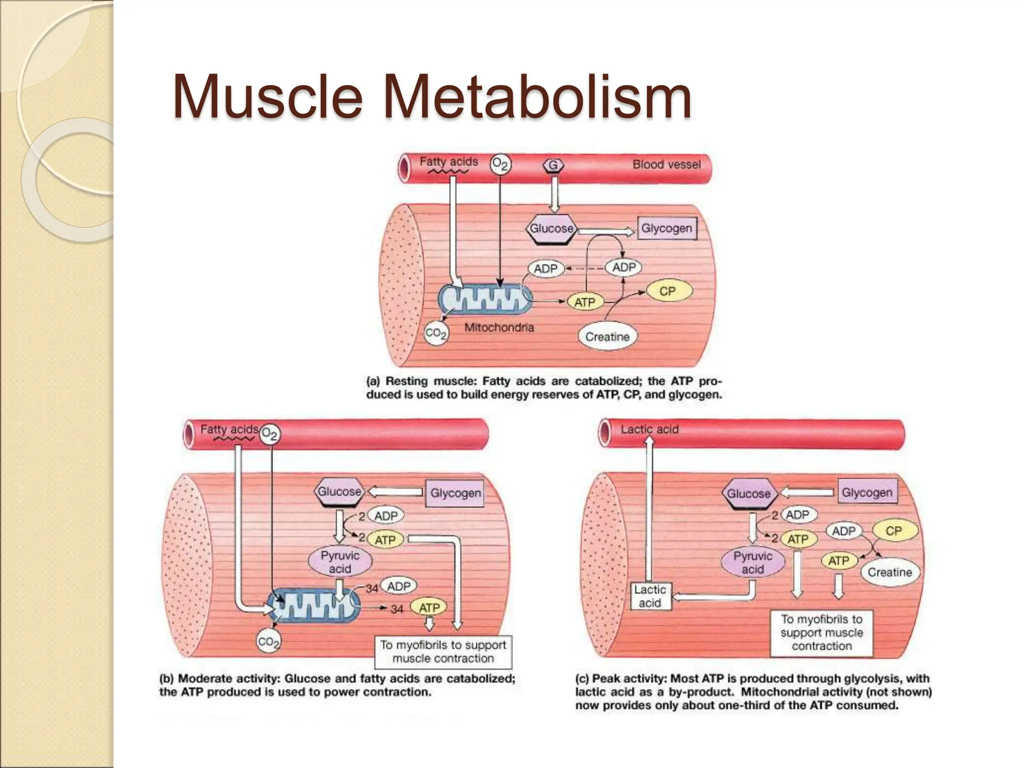 L3-RS_Aerobic & Anaerobic Metabolism in Muscles_MSK_Block_Dec2013.ppt
