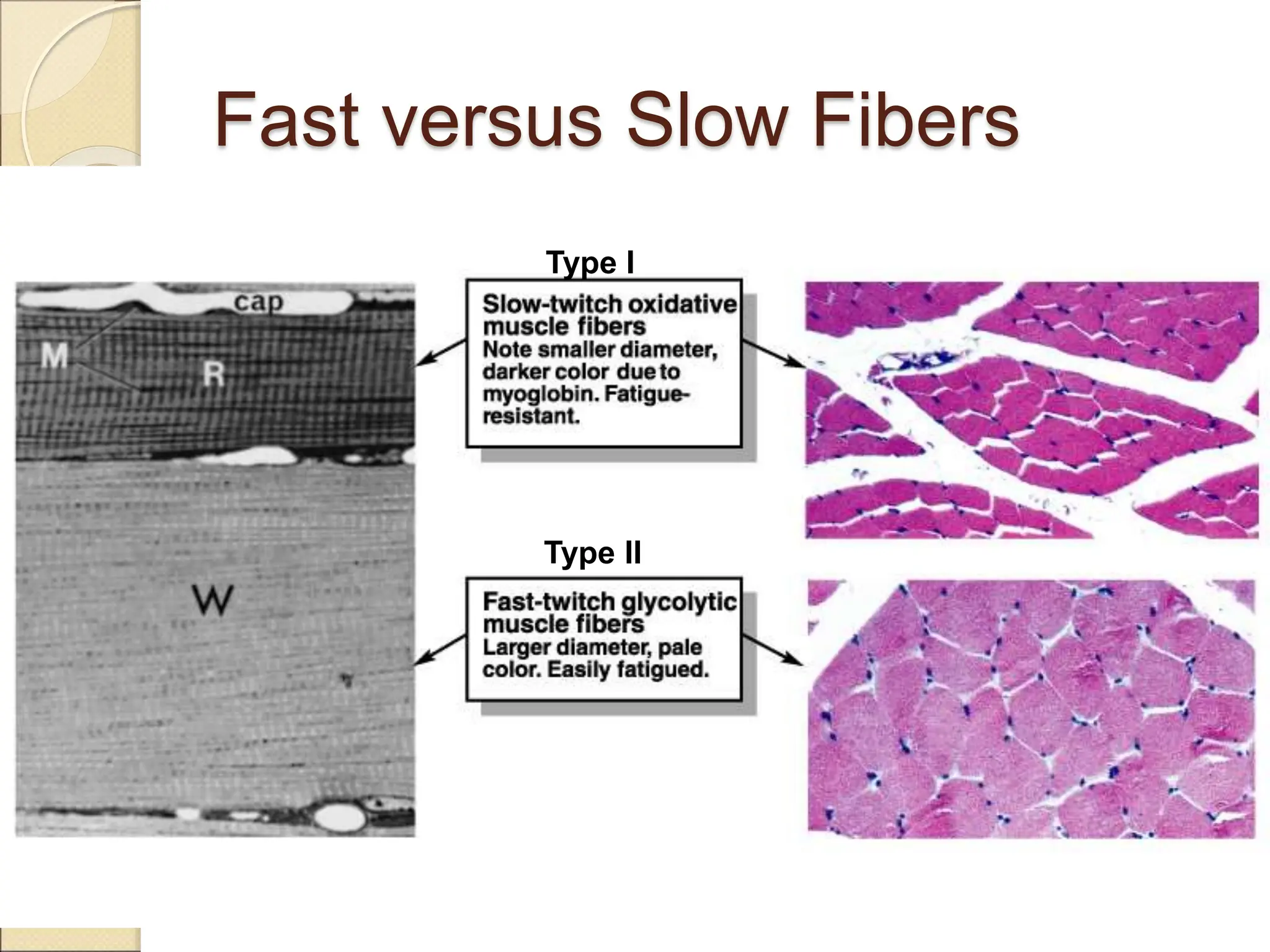 L3-RS_Aerobic & Anaerobic Metabolism in Muscles_MSK_Block_Dec2013.ppt