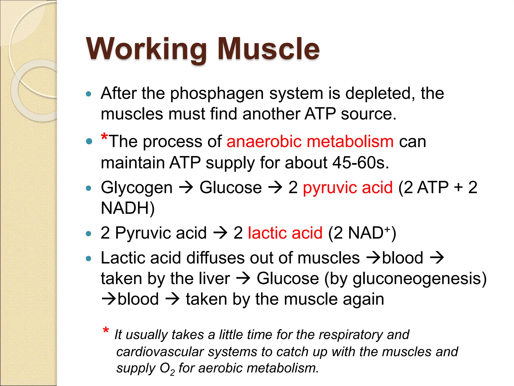 L3-RS_Aerobic & Anaerobic Metabolism in Muscles_MSK_Block_Dec2013.ppt