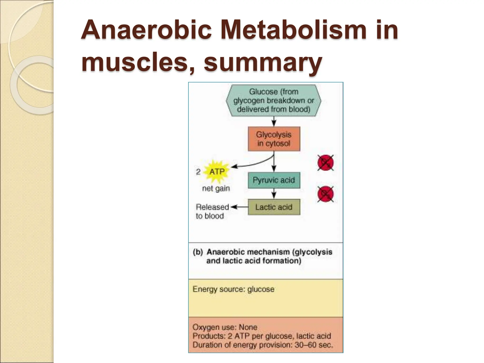 L3-RS_Aerobic & Anaerobic Metabolism in Muscles_MSK_Block_Dec2013.ppt