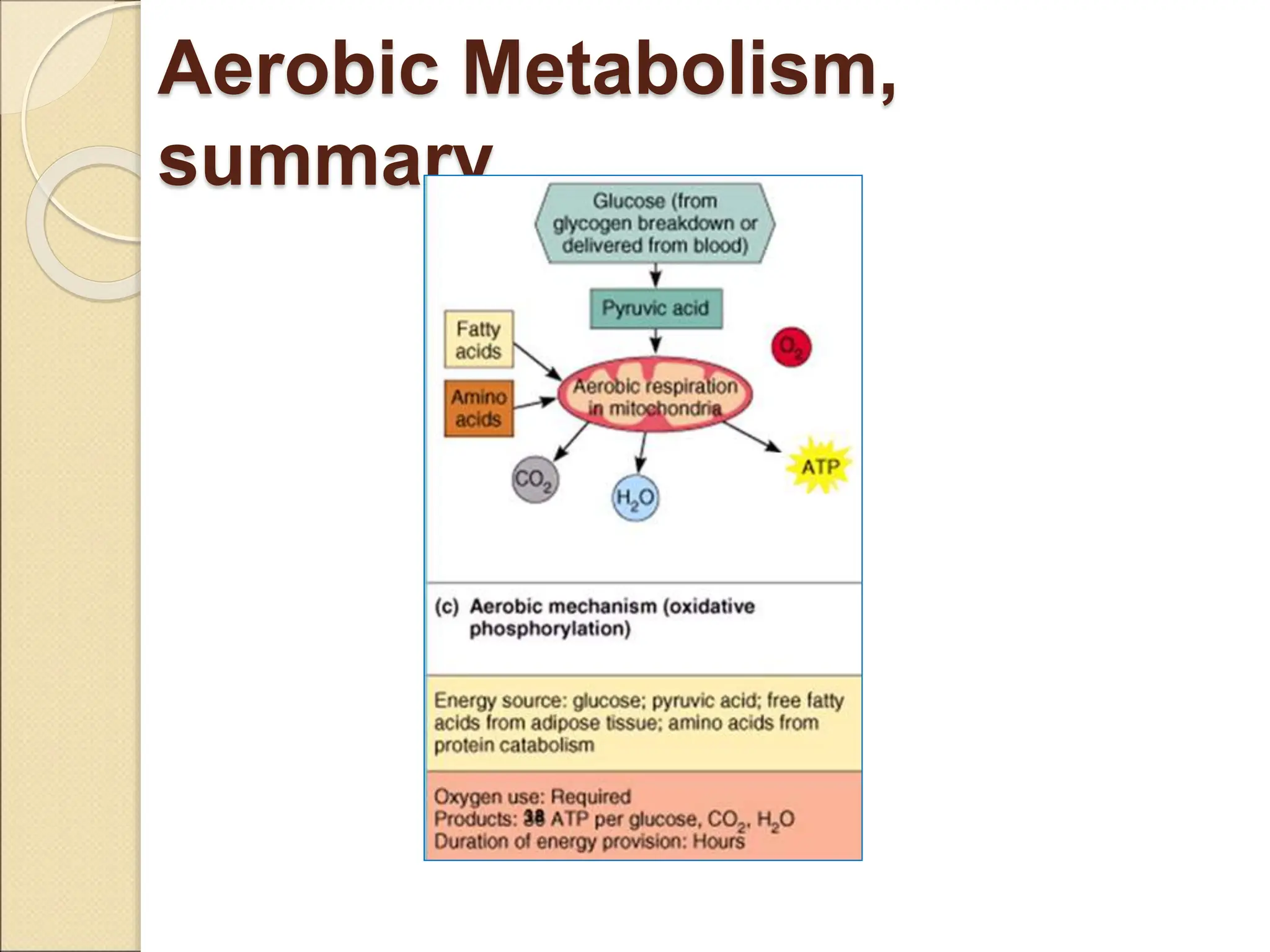 L3-RS_Aerobic & Anaerobic Metabolism in Muscles_MSK_Block_Dec2013.ppt