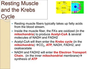 L3-RS_Aerobic & Anaerobic Metabolism in Muscles_MSK_Block_Dec2013.ppt