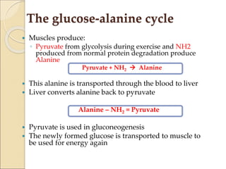 L3-RS_Aerobic & Anaerobic Metabolism in Muscles_MSK_Block_Dec2013.ppt