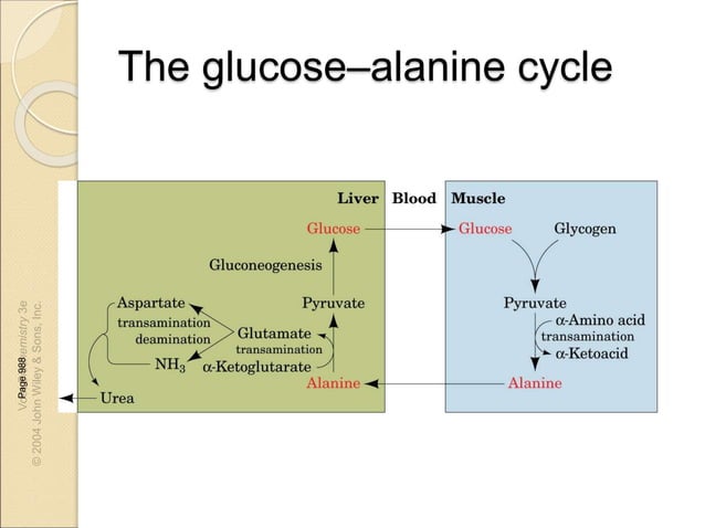 L3-RS_Aerobic & Anaerobic Metabolism in Muscles_MSK_Block_Dec2013.ppt