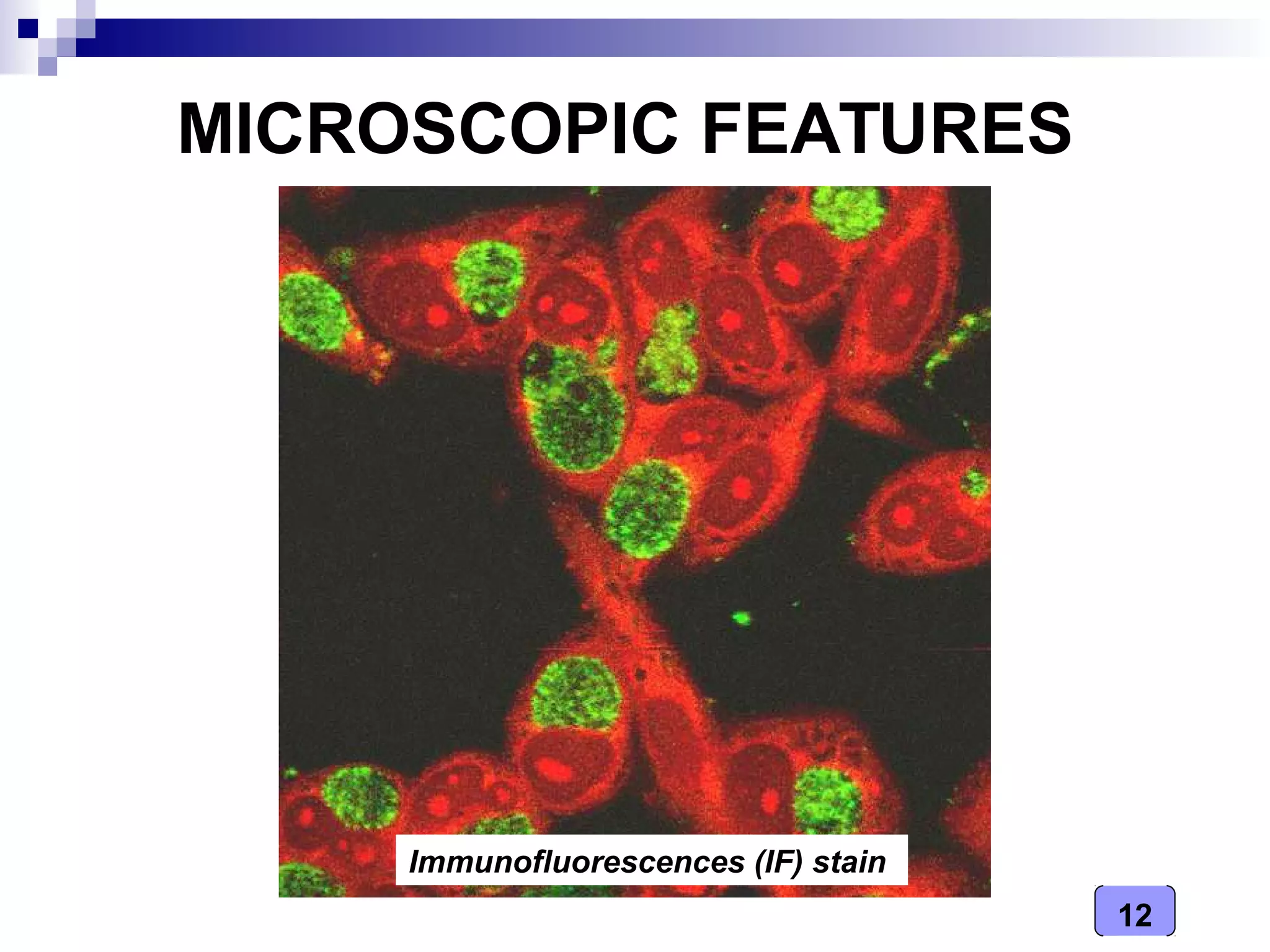 Medical Microbiology Laboratory (Chlamydia spp.) | PDF