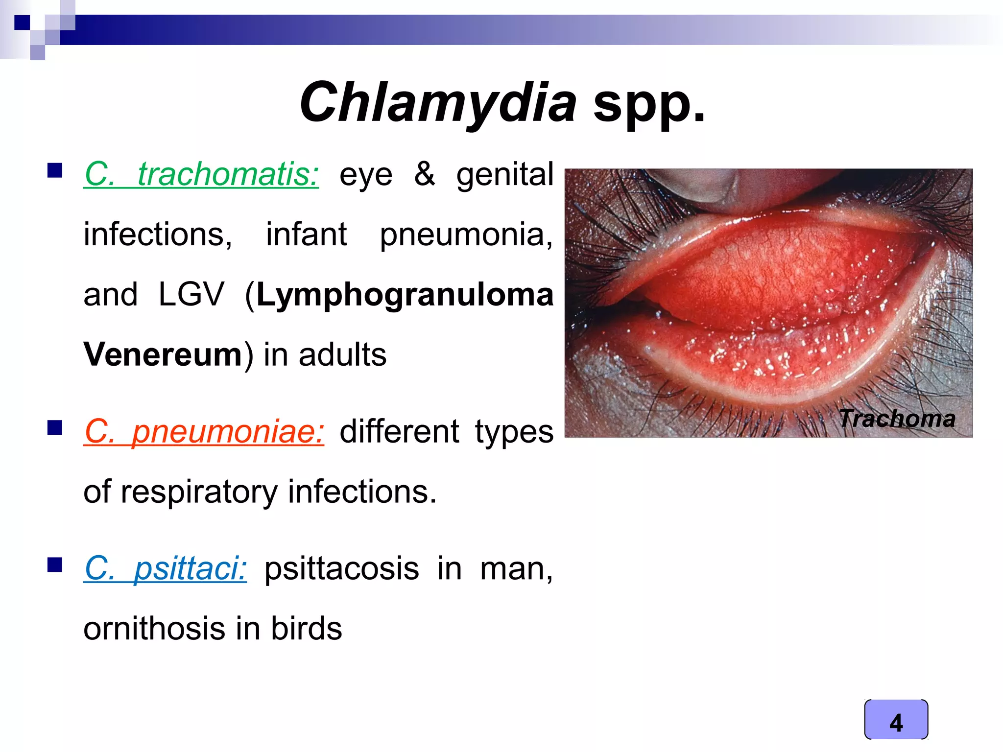Medical Microbiology Laboratory (Chlamydia spp.) | PDF