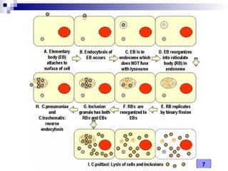Medical Microbiology Laboratory (Chlamydia spp.) | PDF