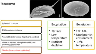 L30- (Para power-2) Trichomoniasis & Carcinogenic GUP .pptx
