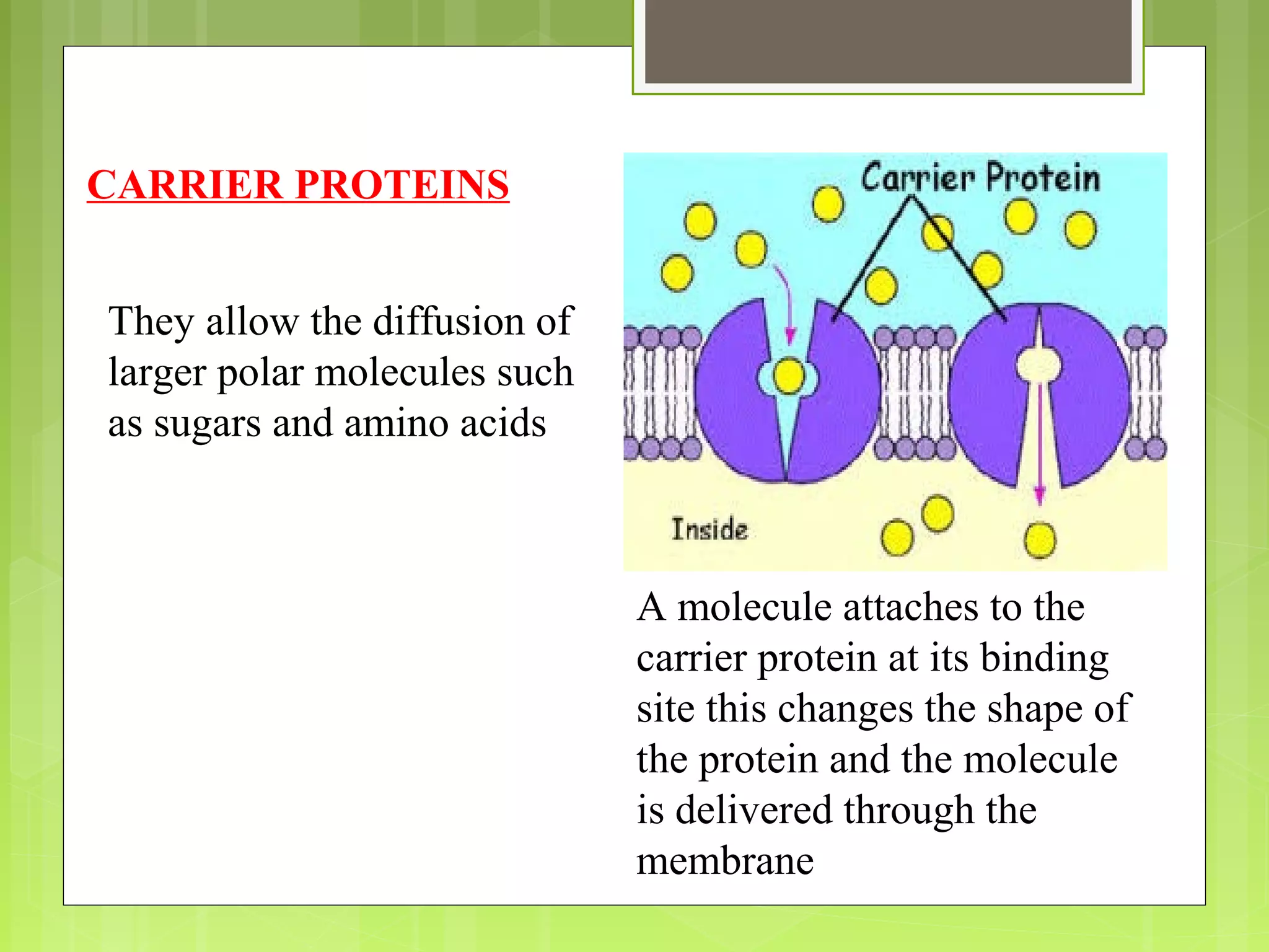 carrier and channel proteins | PPT