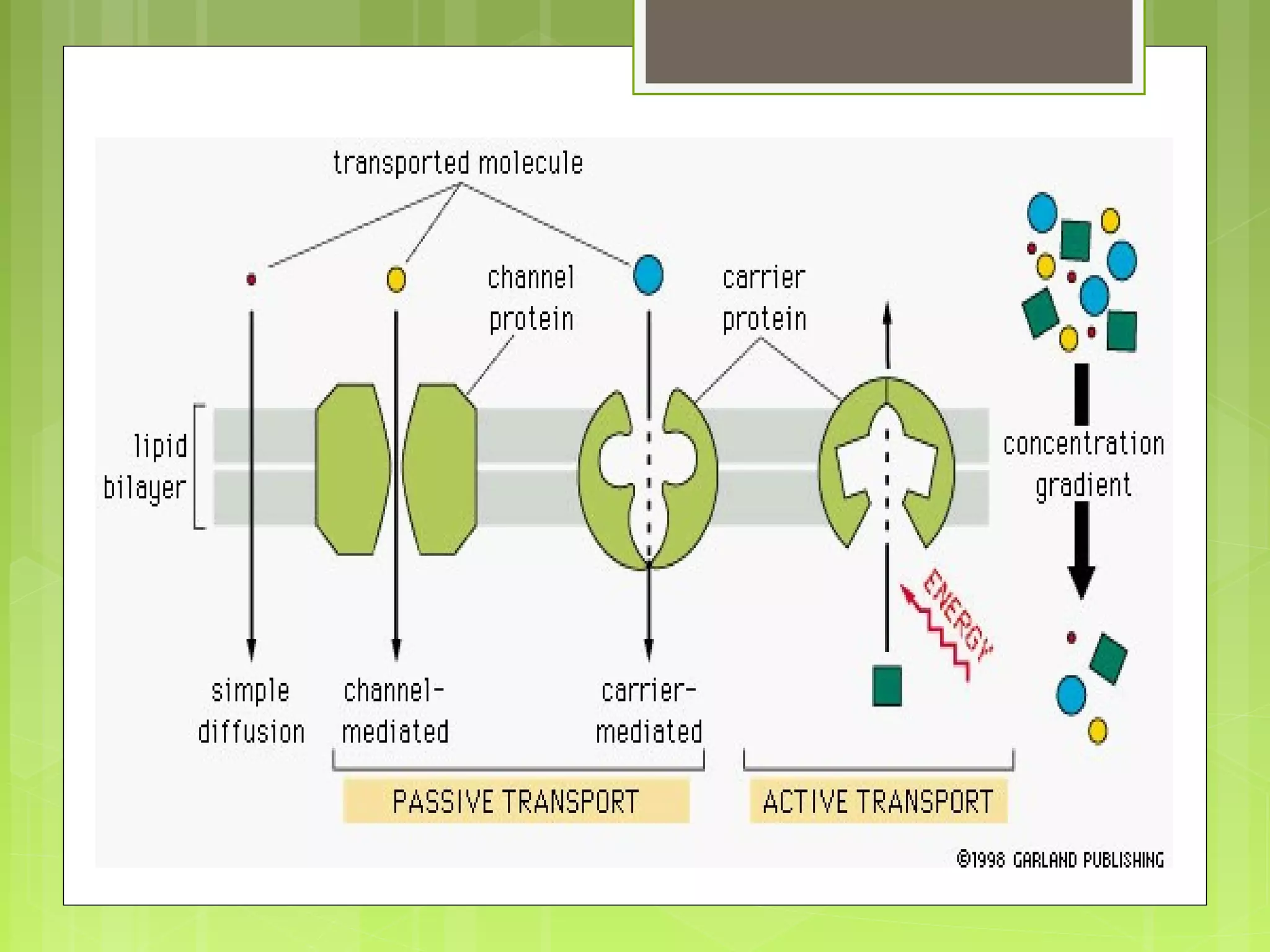 carrier and channel proteins | PPT