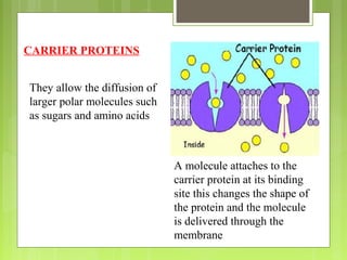 Carrier Protein