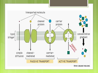 Channel Protein Diagram