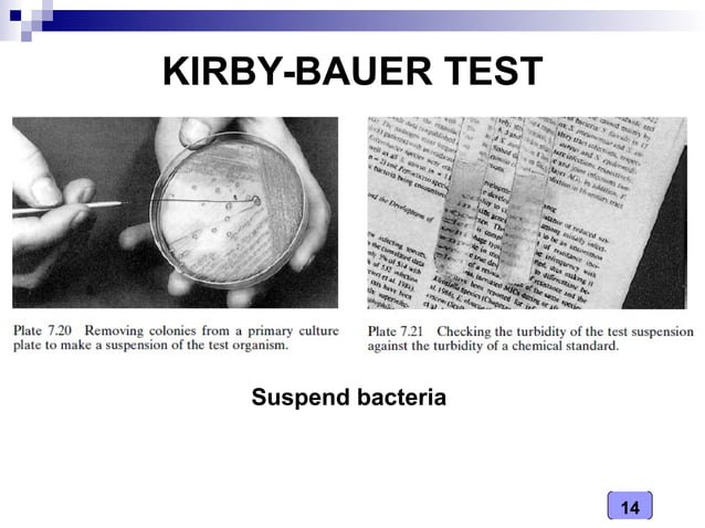 Medical Microbiology Laboratory (Antibiotics Sensitivity Testing) | PPT