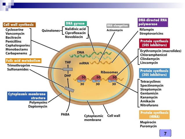 Medical Microbiology Laboratory (Antibiotics Sensitivity Testing) | PPT