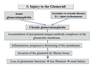 L 32 Pathophysiology of End-Stage Renal Disease 2023.pptx