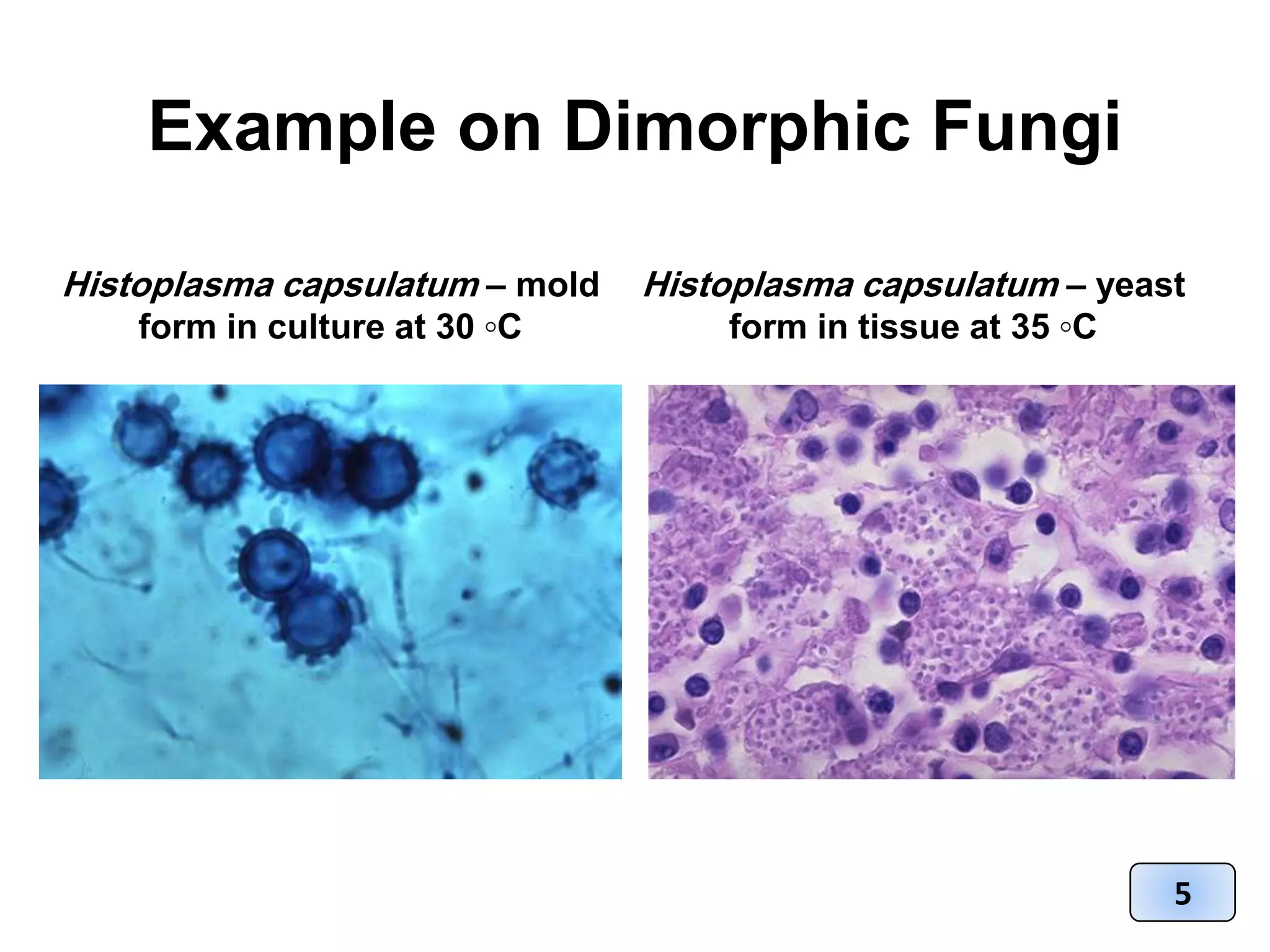 Medical Microbiology Laboratory (Introduction to Medical Mycology) | PDF