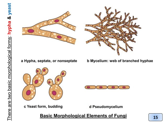 Medical Microbiology Laboratory (Introduction to Medical Mycology ...