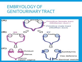 L45 Genital tract development and Puberty & their disorders | PPT