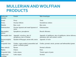 L45 Genital tract development and Puberty & their disorders | PPT ...