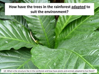 L3 adaptation ap | PPTX