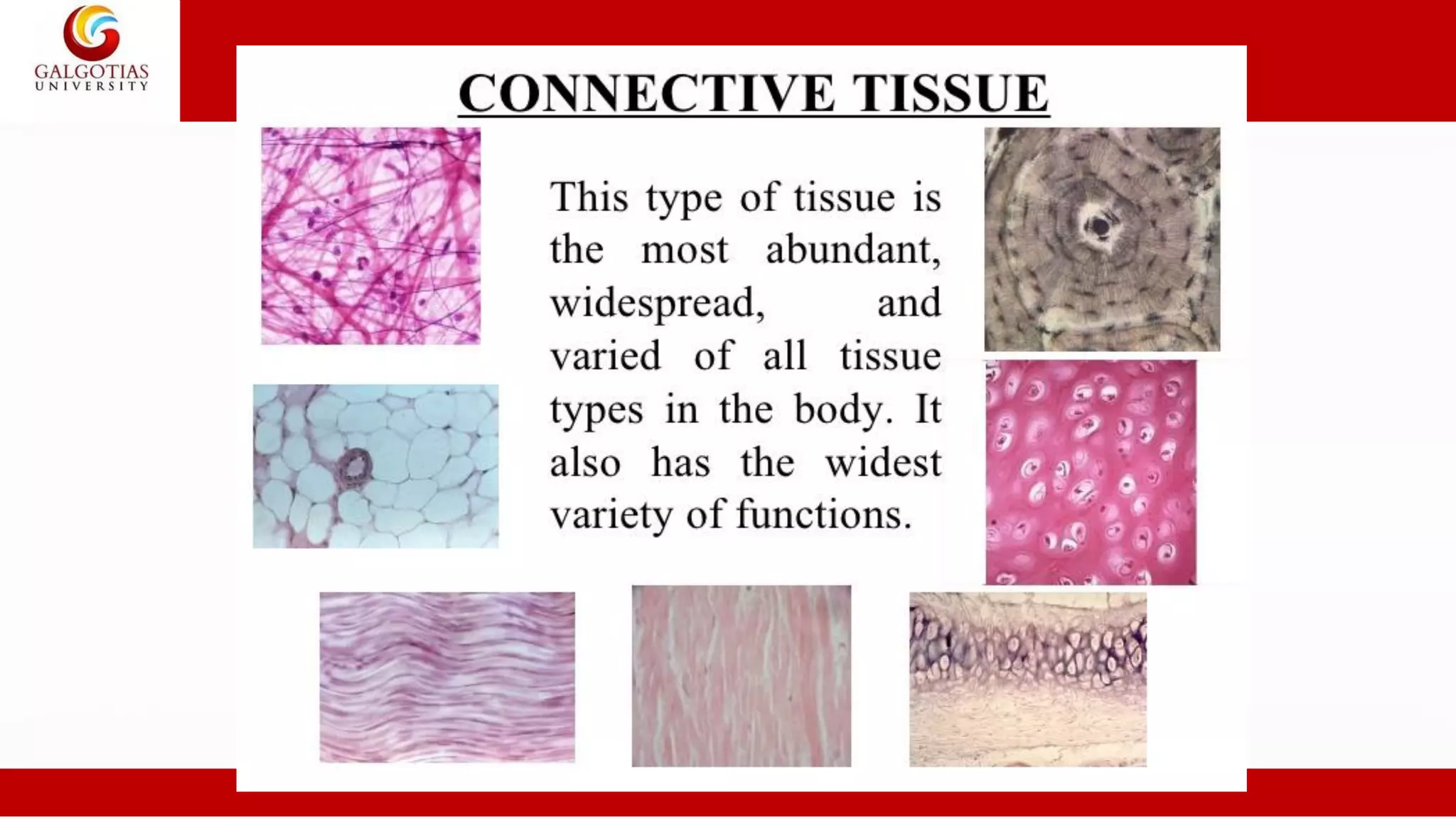 Epithelial tissue Notes | PDF