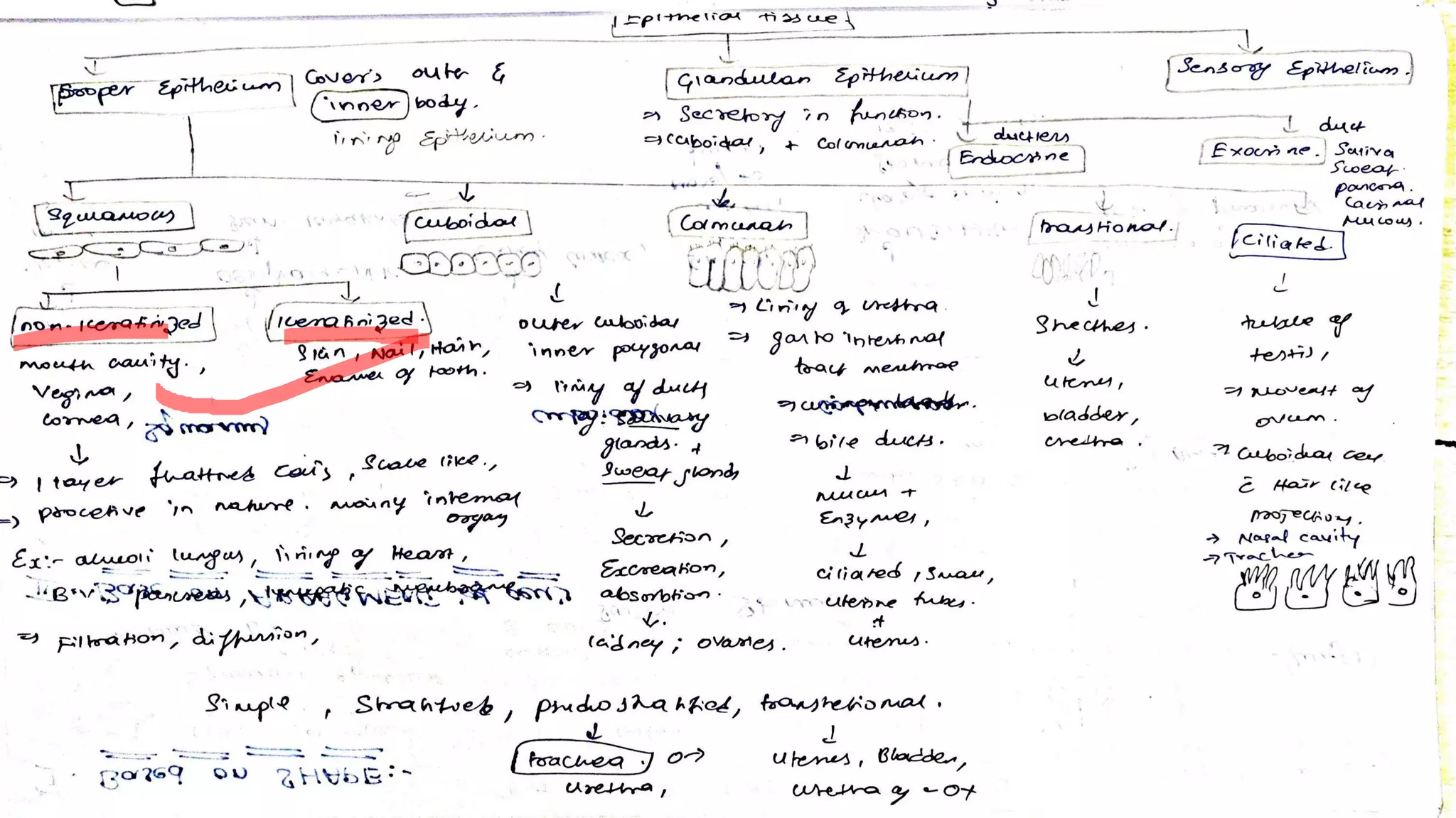 Epithelial tissue Notes | PDF